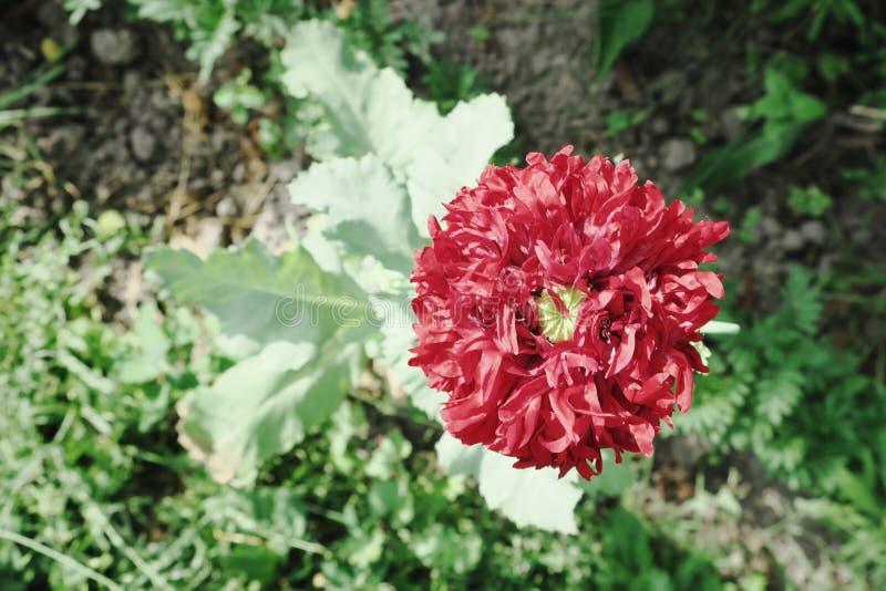 Poppy Flower Close-up. One Big Red Flower Stock Photo - Image of single ...