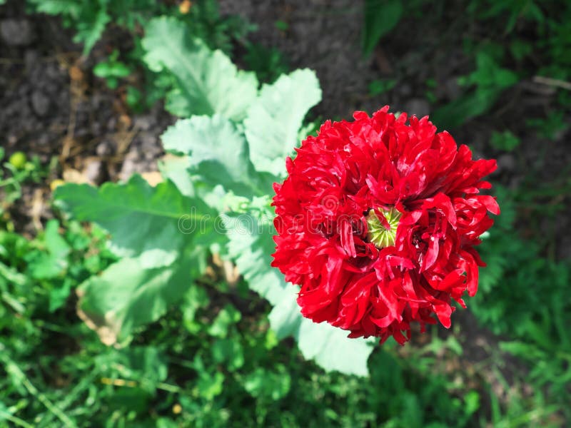 Poppy Flower Close-up. One Big Red Flower Stock Photo - Image of poppy ...