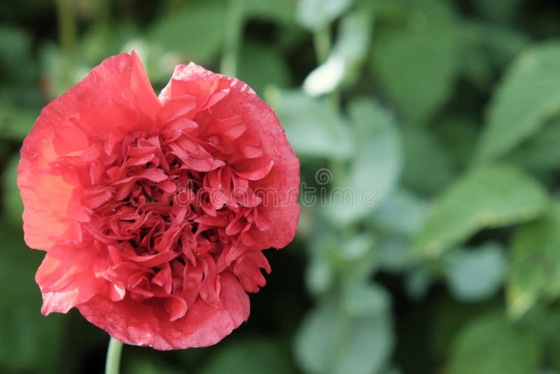 Poppy Flower Close-up. One Big Red Flower Stock Photo - Image of nature ...
