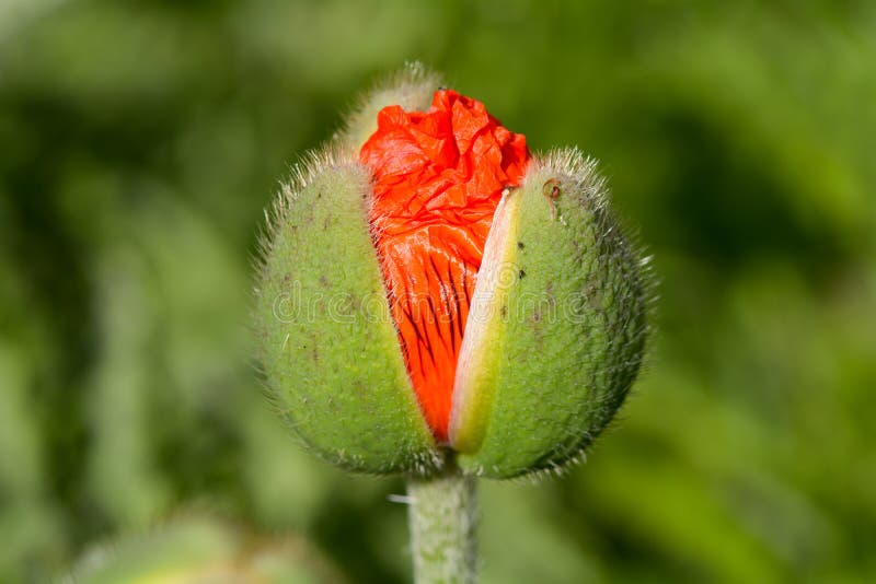 Poppy Flower Emerging Bud Stock Photos - Free & Royalty-Free Stock ...