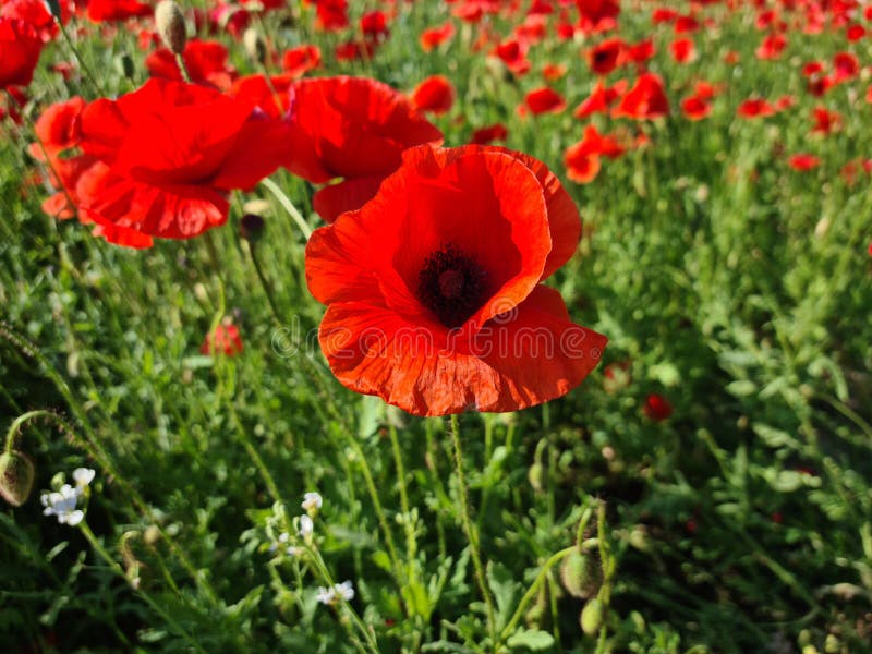Poppy flower in field stock photo. Image of meadow, prairie - 250701074