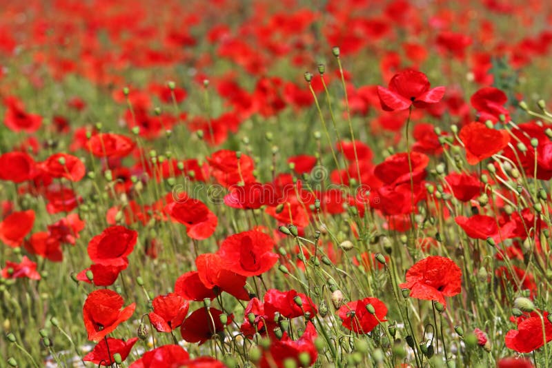 Poppy flower field stock photo. Image of meadow, natural - 5271910