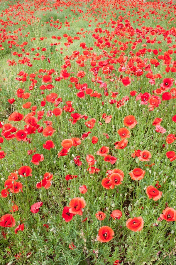 Poppy flower field stock image. Image of grow, agriculture - 31290683