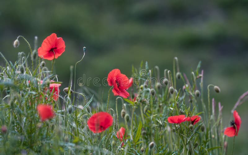 Poppy Flower in the Field, Soft Focus Stock Photo - Image of soft ...