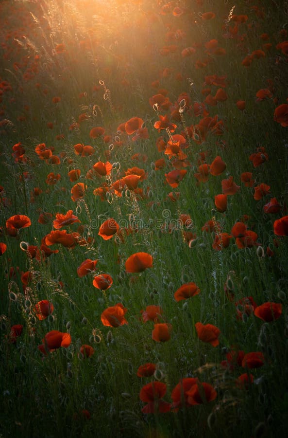 Poppy Flower Field on the Sunset Stock Image - Image of botany, blossom ...