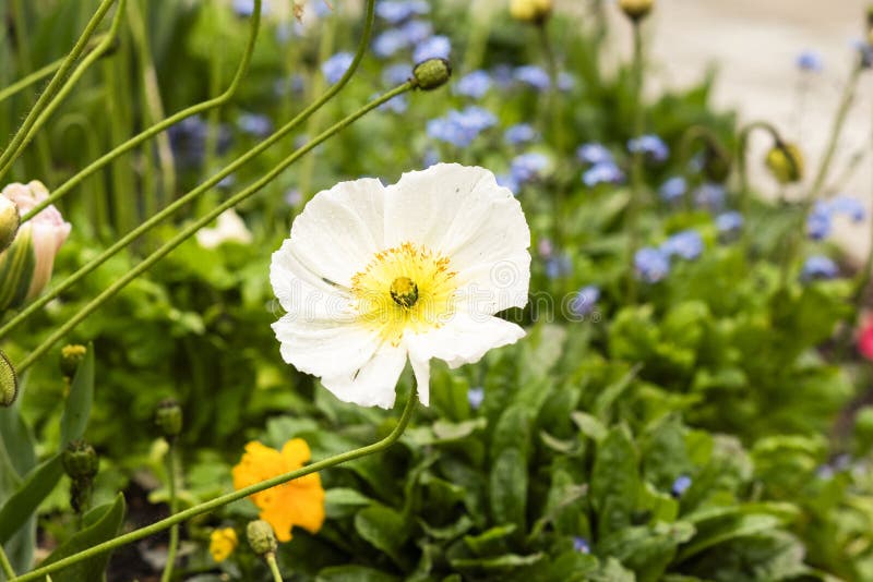 Poppy Flower Growing in a Garden in Spring Stock Image - Image of poppy ...