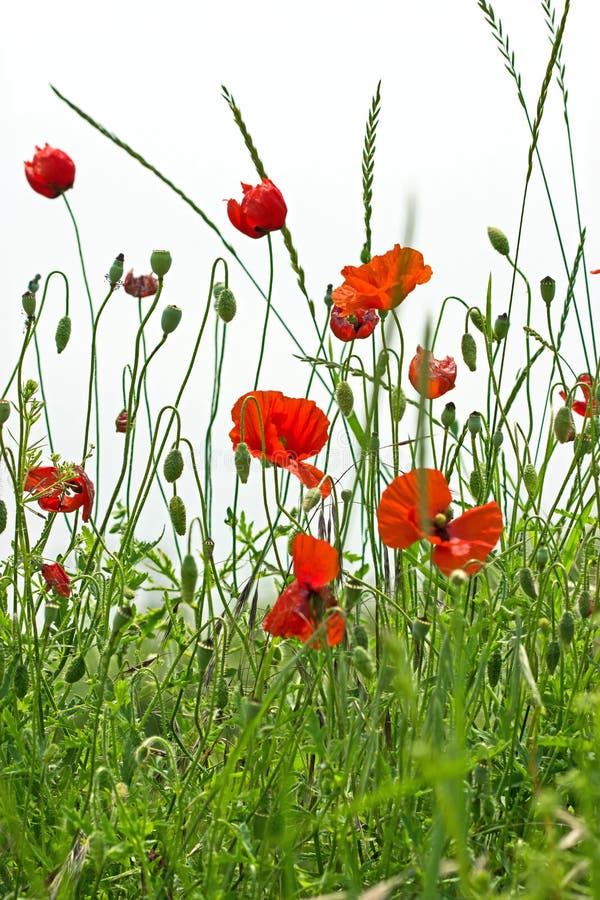 Poppy flower stock photo. Image of defocused, foliage - 38506136