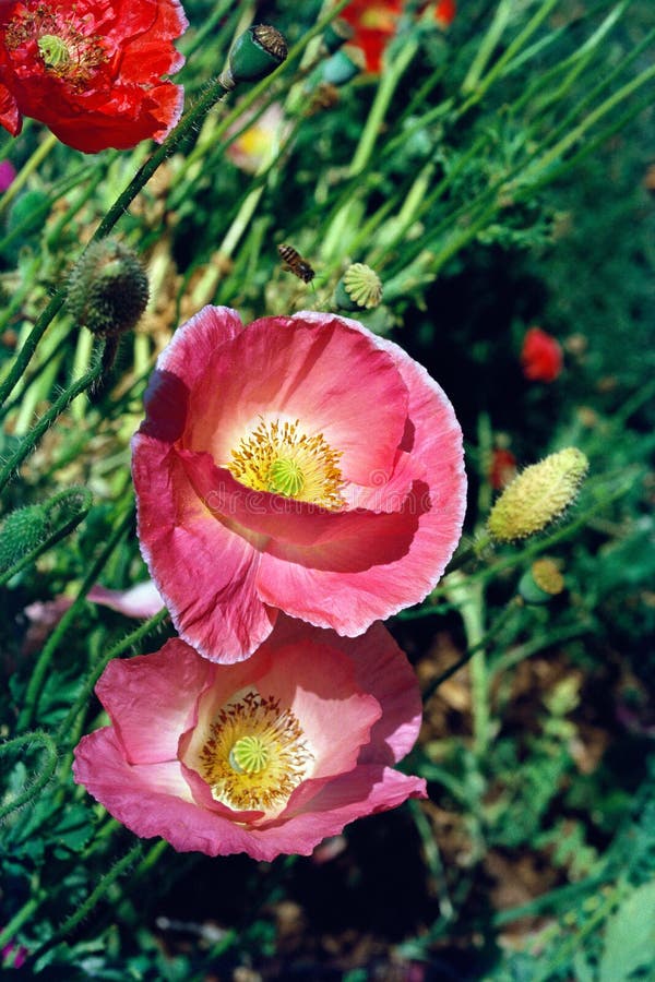 Indian Himalayan Poppy Flower India Stock Photo - Image of plant ...