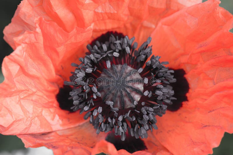 Inside the poppy stock image. Image of decorative, inside - 16975199
