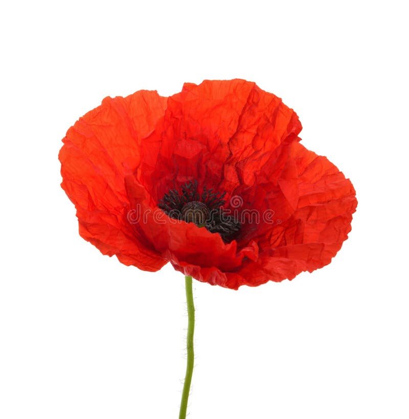 Poppy Flower Isolated without Shadow Stock Photo - Image of field ...