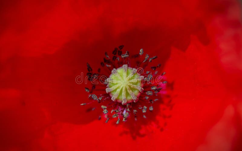 Poppy Flower, Macro. Natural Background Stock Image - Image of design ...