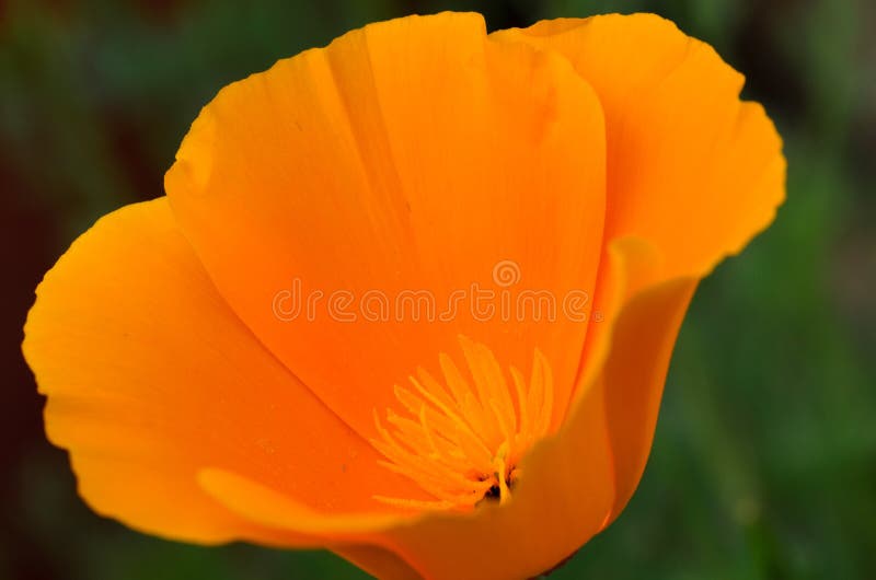Poppy flower macro stock image. Image of macro, orange - 55643345