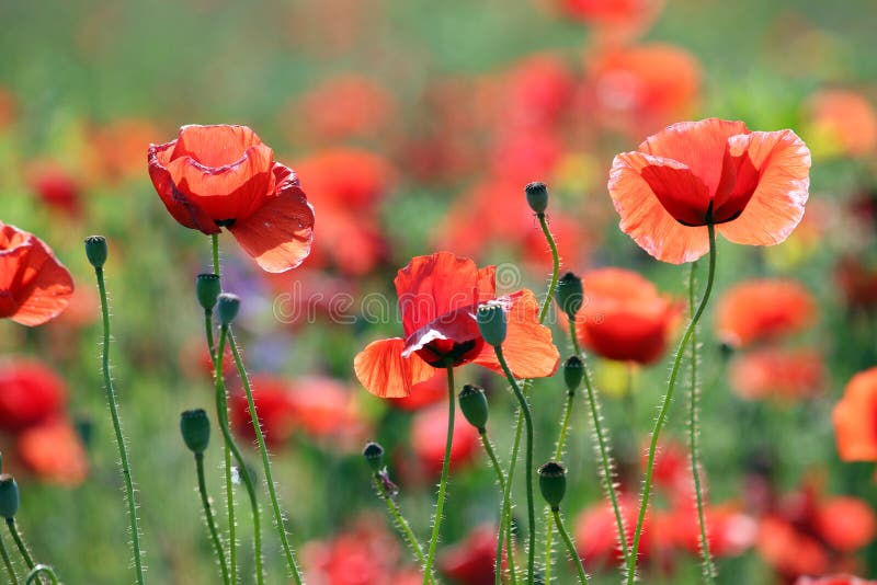 Poppy Flower Meadow Spring Season Stock Photo - Image of natural ...