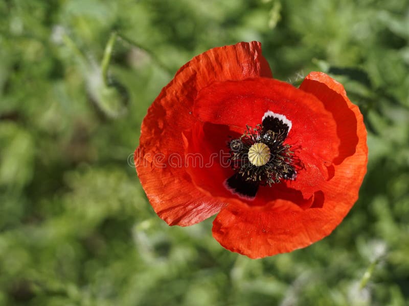 Poppy Flower in the Meadow Top View Stock Image - Image of blossom ...