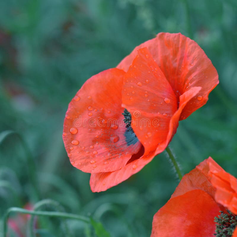 Poppy Flower with Morning Dew Stock Image - Image of drops, color ...