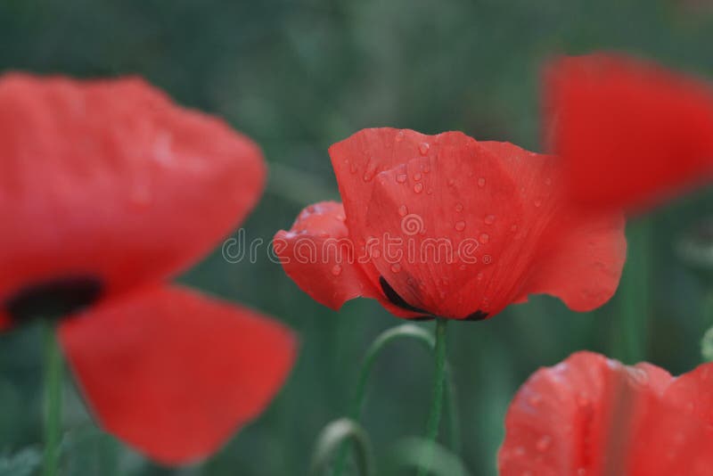 Poppy Flower with Morning Dew Stock Image - Image of color, flower ...