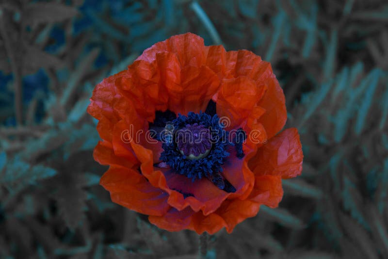 Poppy flower at night stock photo. Image of agricultural - 46237970