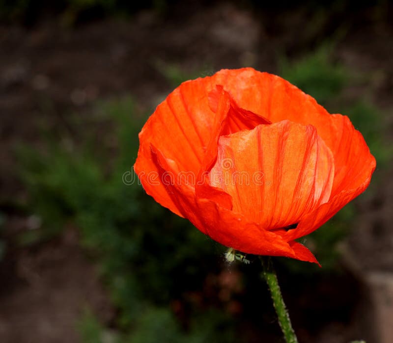Poppy Flower. the Petals of the Red Flower Stock Photo - Image of ...