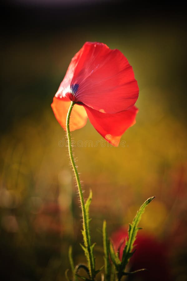 Poppy flower portrait stock photo. Image of papaver, english - 26090076