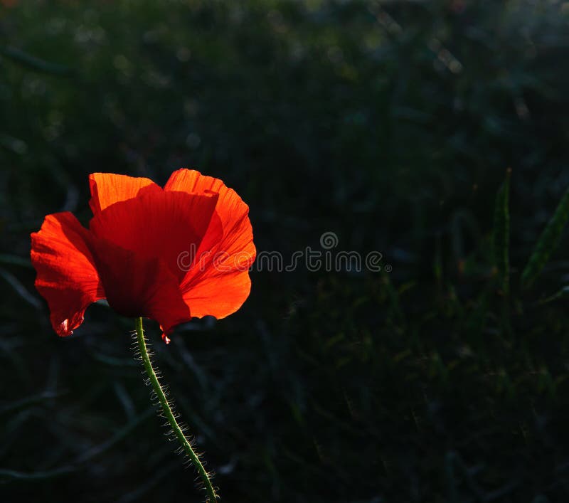 Poppy Flower Portrait in Summer Stock Photo - Image of countryside ...