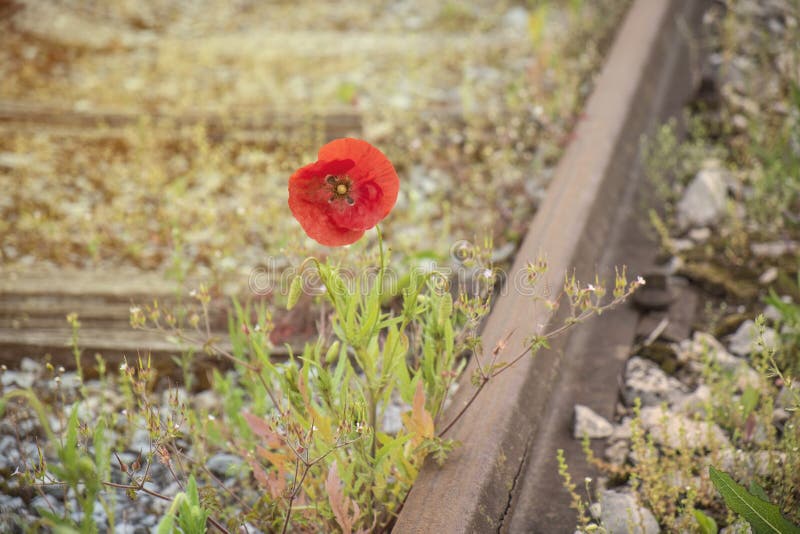 Poppy Flower and Railroad Tracks. Stock Photo - Image of nature, gravel ...