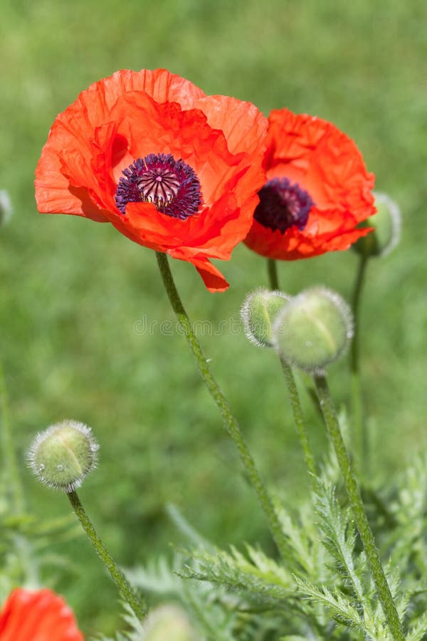 Poppy flower stock photo. Image of poppy, green, flower - 31314982