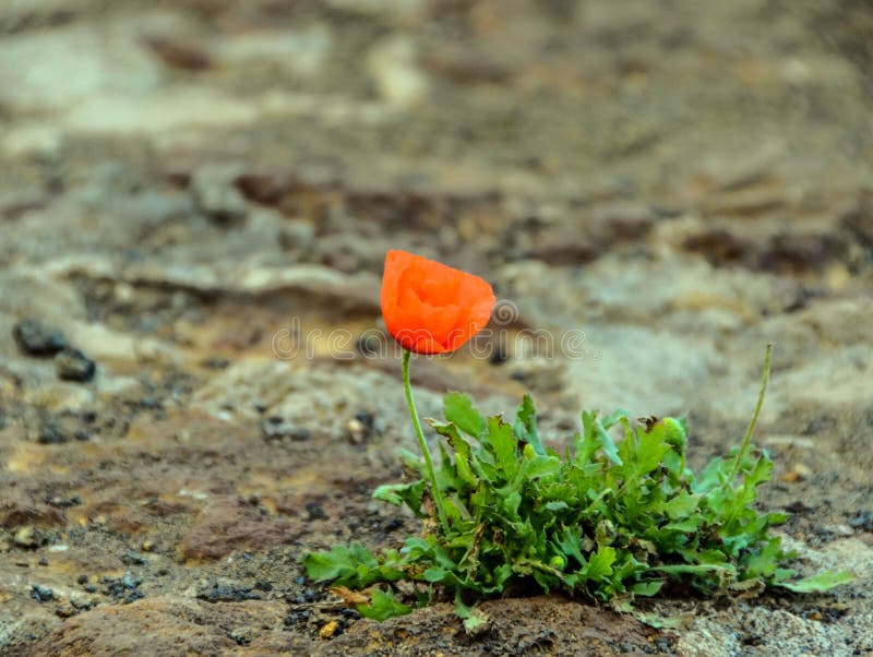 Poppy Flower stock photo. Image of vibrant, flower, grass - 242599492