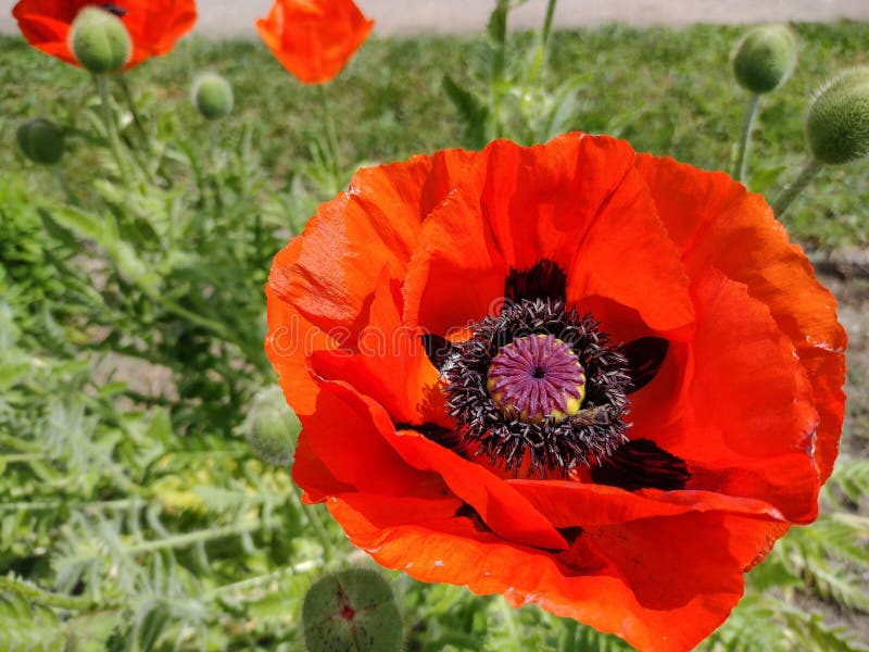 Poppy Flower in Romania. Macro View Stock Image - Image of romania ...