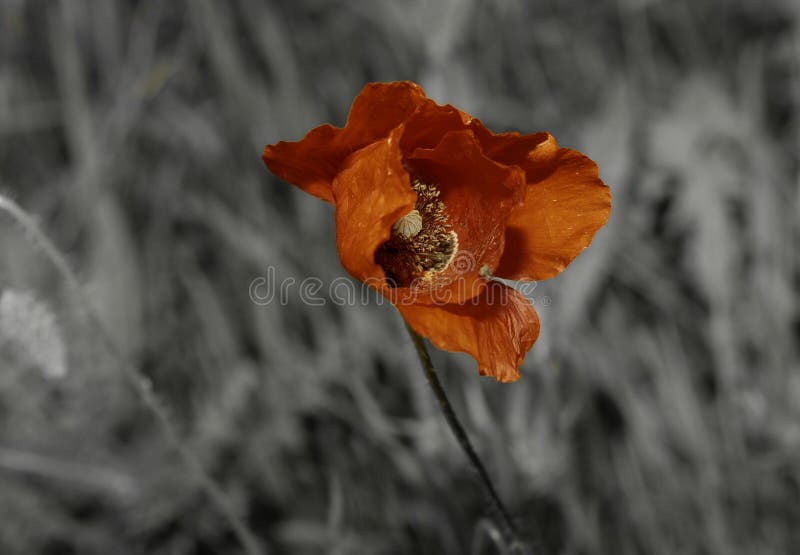 Puiu Costel (Pifart) - Photographer profile