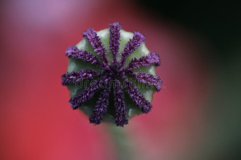 Poppy Flower Seed Capsule stock photo. Image of nature - 283350664