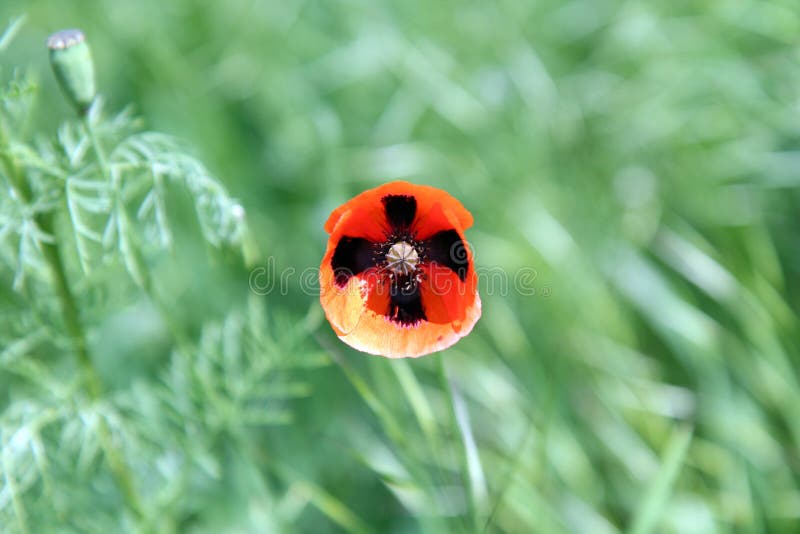 Poppy flower. stock photo. Image of beauty, growing, nature - 85752784