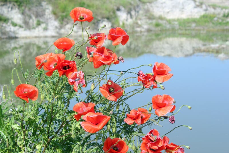 Poppy flower spring scene stock image. Image of petal - 23623417