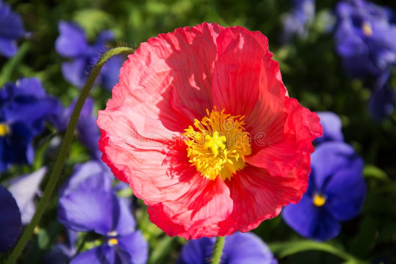 Poppy Flower stock image. Image of freshness, plant, close - 43029071