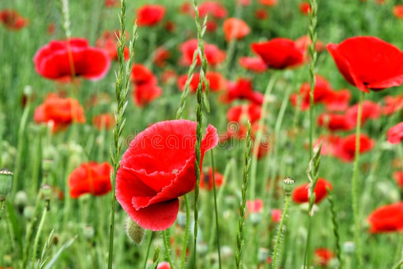 Poppy flower summer stock image. Image of colored, nature - 74723873