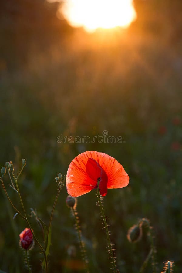 Poppy flower at sunset stock image. Image of field, focus - 285056881