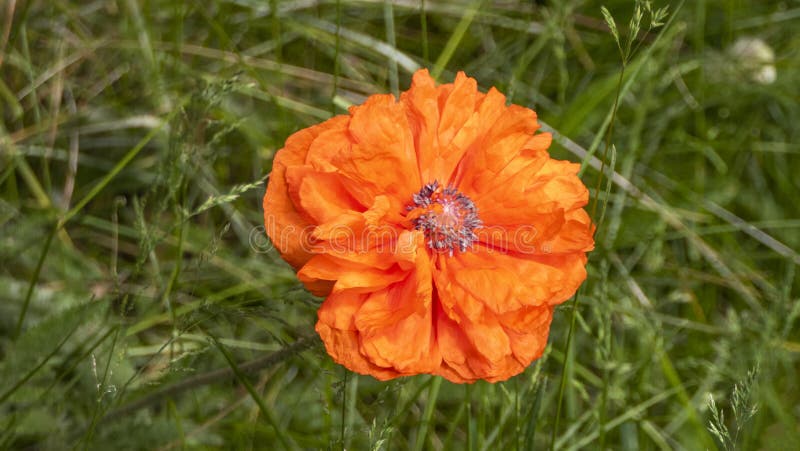 Poppy Flower. Poppy Top View Stock Photo - Image of botanical, summer ...