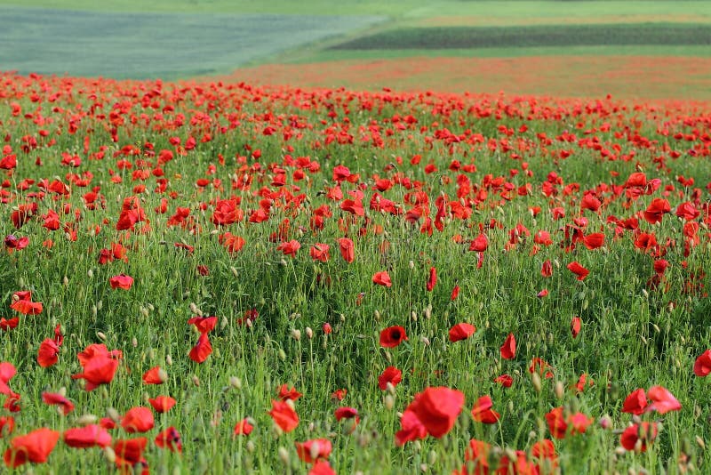Poppy flower stock image. Image of poppies, green, floral - 31878455