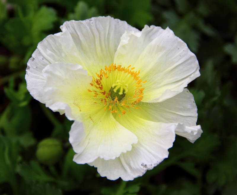 Poppy flower stock image. Image of poppies, wildflower - 96875831