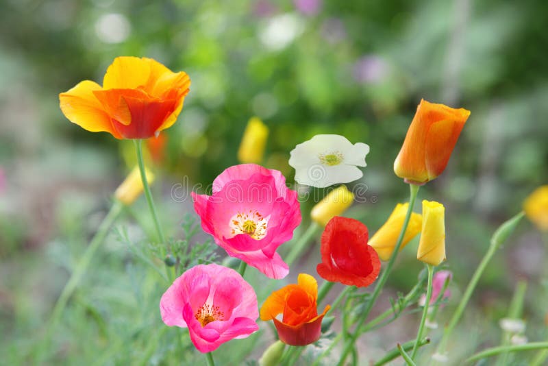 Poppy Plant stock photo. Image of details, poppy, seasonal - 28271164
