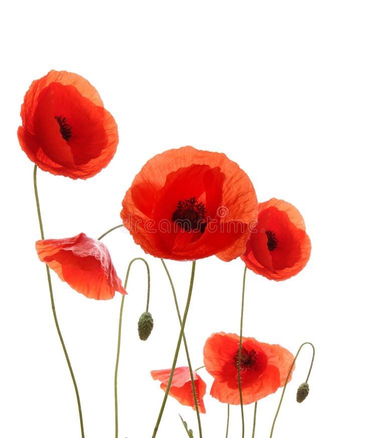 435 Poppy Corner Border Stock Photos - Free & Royalty-Free Stock Photos ...