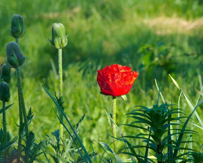 Poppy Flowers foto de stock. Imagem de flor, pétala, botânica - 31603448