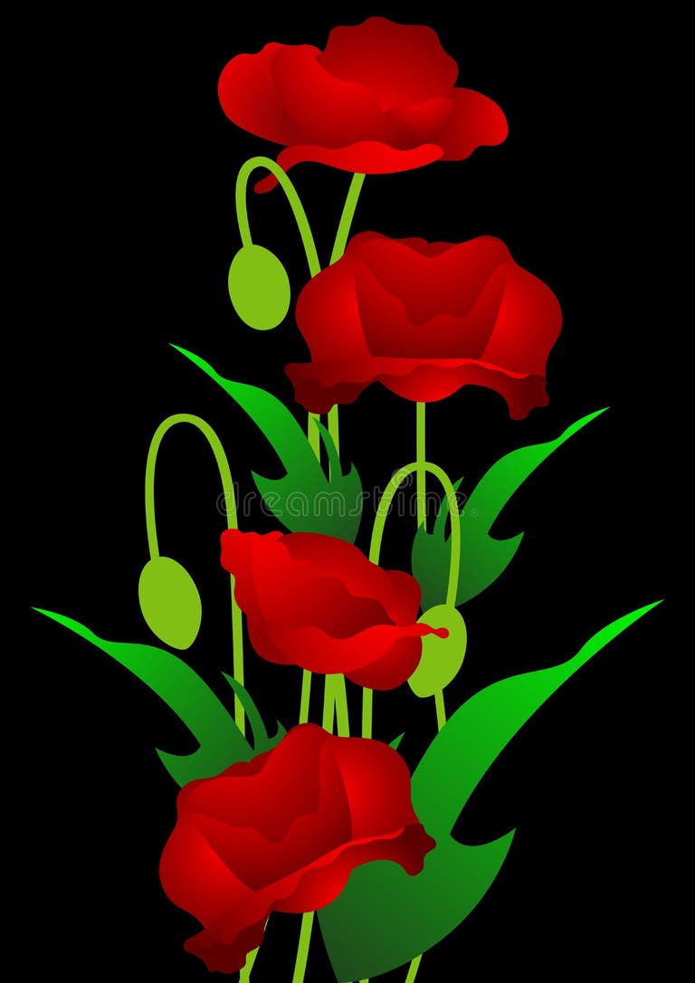 Black Background Red Poppy Flowers Stock Illustrations – 2,206 Black ... Black Background Red Poppy Flowers Stock Illustrations – 2,206 Black ...