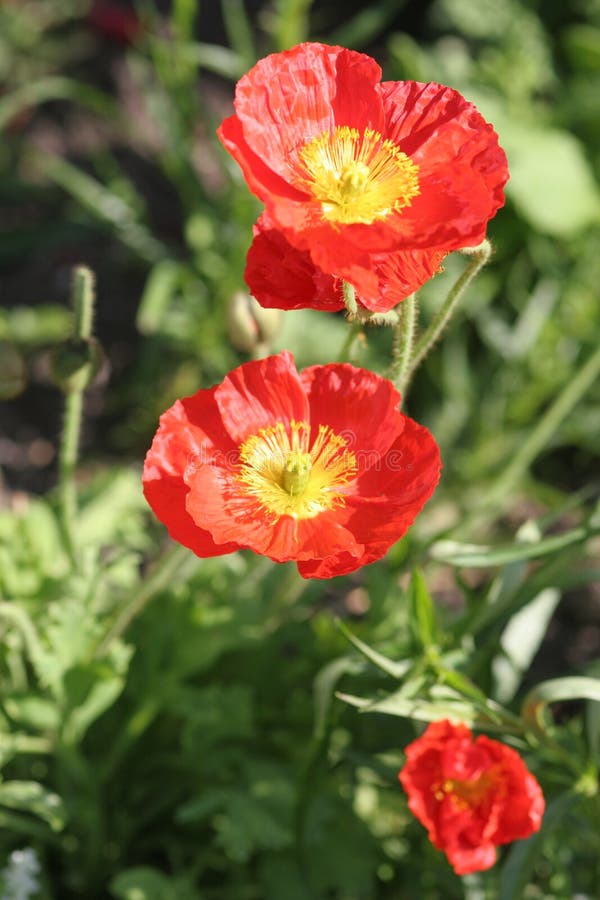 Poppy flowers stock image. Image of meadow, bulb, forest - 939997