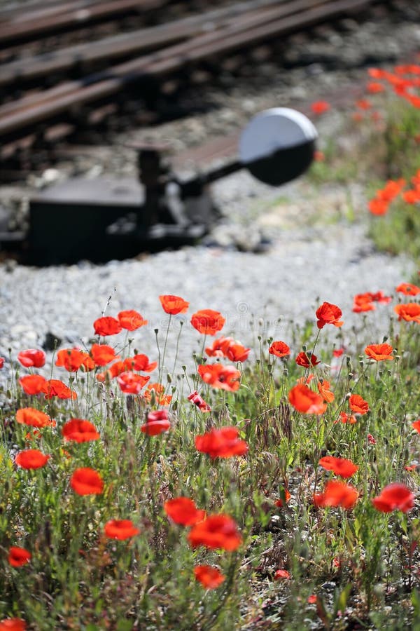 Poppy Flowers Along Railway Tracks Stock Image - Image of bank, poppies ...