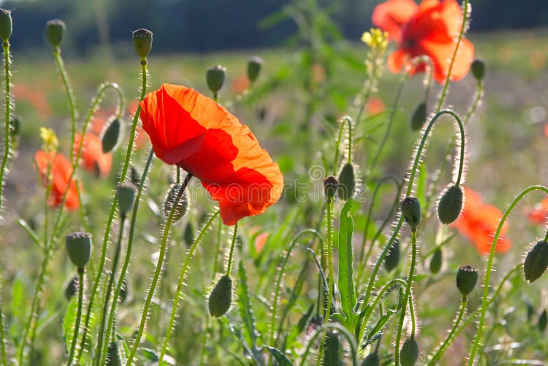 Poppy Flowers in Alsace in Early Sumer Editorial Photography - Image of ...