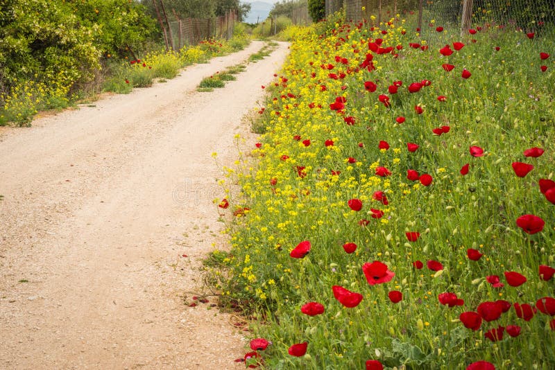 Poppy flowers stock photo. Image of beauty, garden, blooming - 53832660
