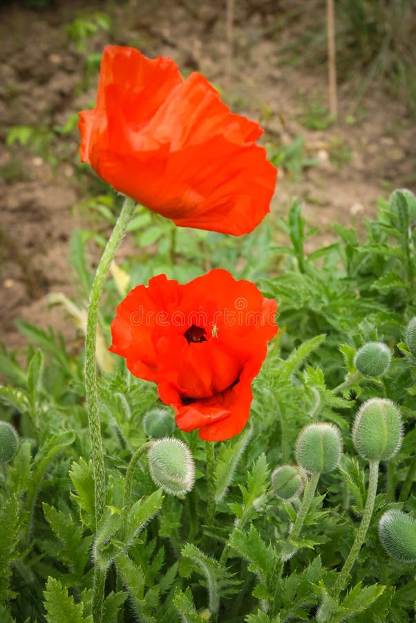 Poppy flowers stock photo. Image of beauty, greece, blossom - 53837732