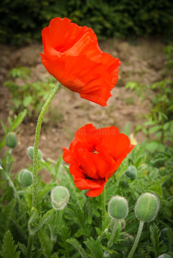 Poppy flowers stock photo. Image of outdoors, flora, blossom - 53838294