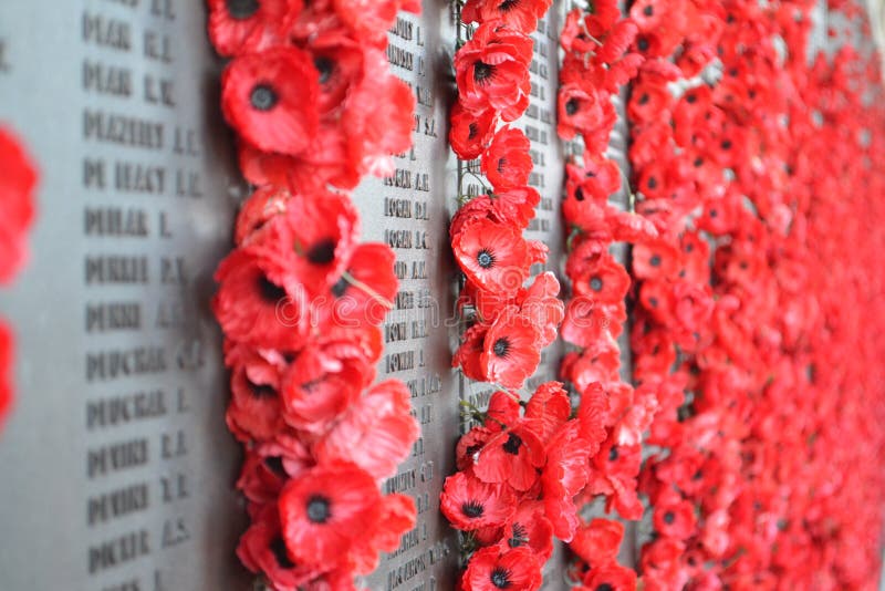 Poppy flowers editorial photo. Image of memory, tribute - 53933906