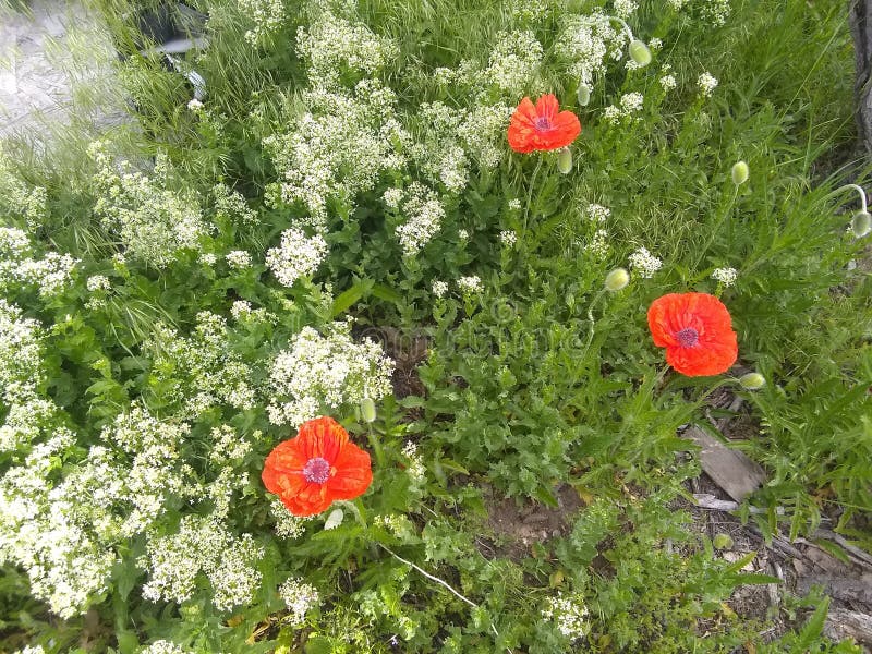 Poppy Flowers Close Up Grass 4 Stock Photo - Image of buds, leaves ...